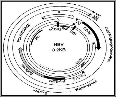 Schematic Representation Of The Hbv Genome 1018 Download