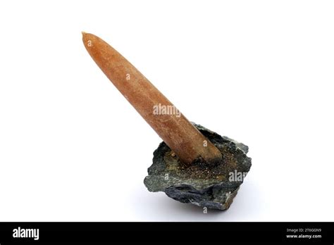 Belemnite Fossil From Cretaceous Belemnites Are Extinct Cephalopoda