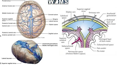 Anatomical Relationship Of The Superior Sagittal Sinus With Sagittal