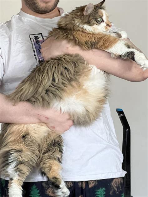 We Call Her El Chonko 🍖 R Chonkers