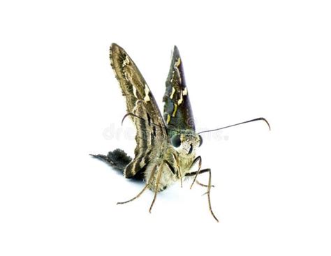 Long Tailed Skipper Or Bean Leafroller Urbanus Proteus Large Butterfly Grey Black With