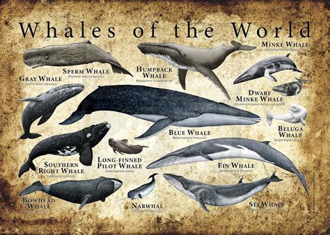Whales Of The World Poster Print Inkart