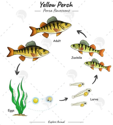Fish Life Cycle Illustrations Fish Life Cycle Life Cycles Life