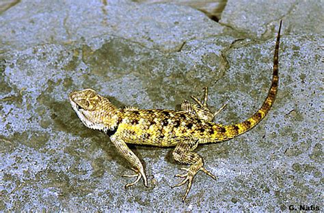 Identifying California Lizards
