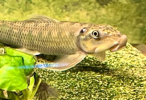 Sucker Fish Or Algae Sucker This Species Is Among The Best Selling