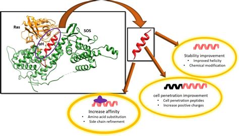 Helical Peptides Targeting The Ras Sos1 Interaction Crystal Structure