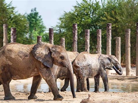 Dubai Safari Park Dubai Travel And Tours