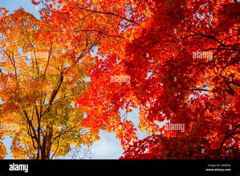 Fall Colors Autumn Foliage Of Maple Trees In Quebec Canada Stock