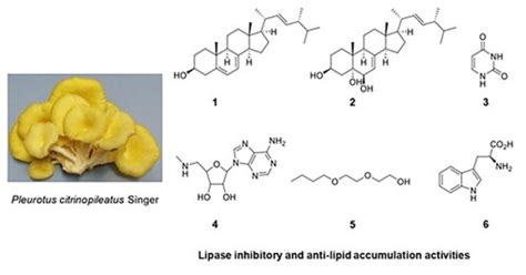 Isolation And Structure Elucidation Of Secondary Metabolites From The