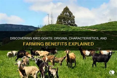 Discovering Kiko Goats Origins Characteristics And Farming Benefits