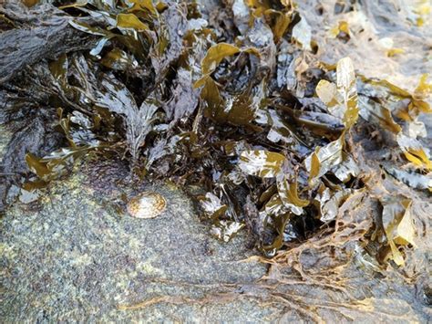 Tortoise Shell Limpet Testudinalia Testudinalis · Minka