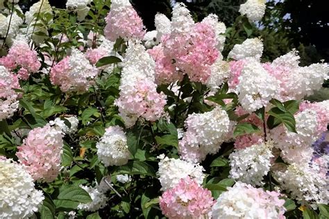 8 Types Of Southern Hydrangeas