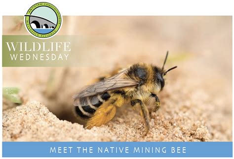 Meet The Mining Bee — Antietam Conococheague Watershed Alliance