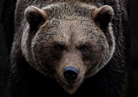 Do Bears Eat Deer How Often Does It Happen