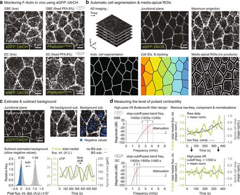 Quantifying The Medio Apical F Actin Dynamics A Comparison Between