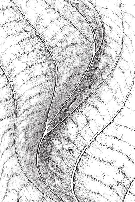 Leaf Overlay Texture Stock Vector Illustration Of Foliage 46085173