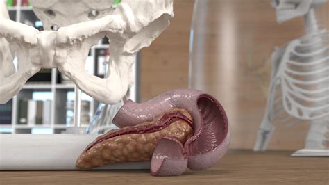 3d Internal Anatomy Cut Collection Model Turbosquid 2298806