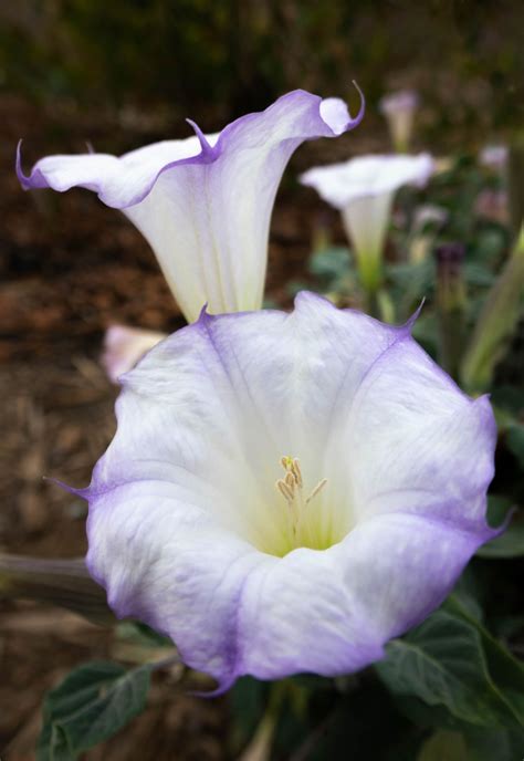 Datura Wrightii Calflora