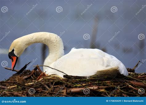 Single Mute Swan Bird On A Nest During A Spring Nesting Period Stock