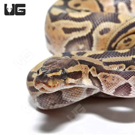 2018 Lavender Albino Spider Ball Python For Sale Underground Reptiles