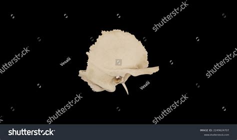 Right View Right Temporal Bone3d Rendering Stock Illustration