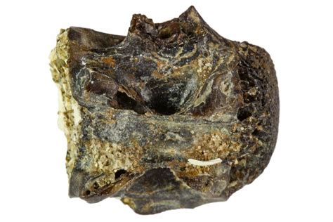 44 Fossil Fish Vertebrae Montana 106841 For Sale