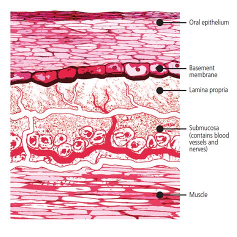 Transmucosal Drug Delivery In The Oral Cavity Decisions In Dentistry