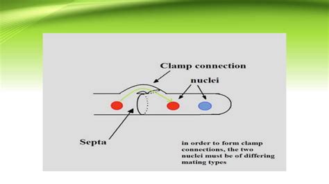 Basidiomycota By Sohail Pptx