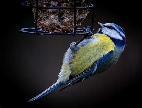 Tit Bird Blue Free Photo On Pixabay Pixabay