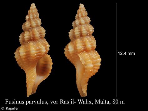 Worms World Register Of Marine Species