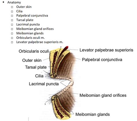 Conjunctiva And Eyelids Flashcards Quizlet