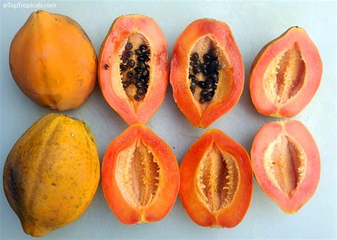 How To Grow Papaya From Seed Step By Step Faq