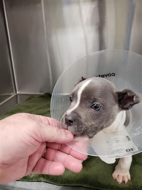 126 Best Tiny Hippo Images On Pholder Velvethippos Penmanship Porn And Warship Porn