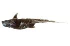 Chimaera