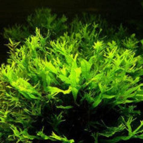 Microsorium Pteropus Windelov Hawaii Reef Fish