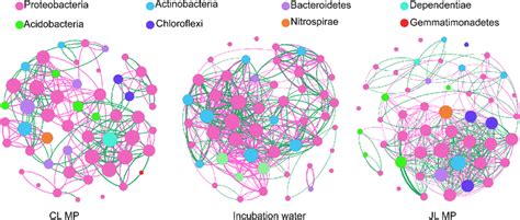 Co Occurrence Network Analysis Of Bacterial Communities Of Incubation Download Scientific