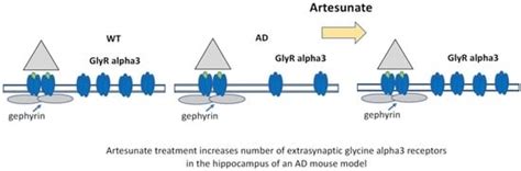 Loss Of Extrasynaptic Inhibitory Glycine Receptors In The Hippocampus