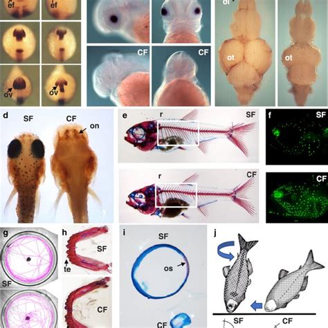 Astyanax Caves Cavefish Populations And Habitats A A Map Showing The