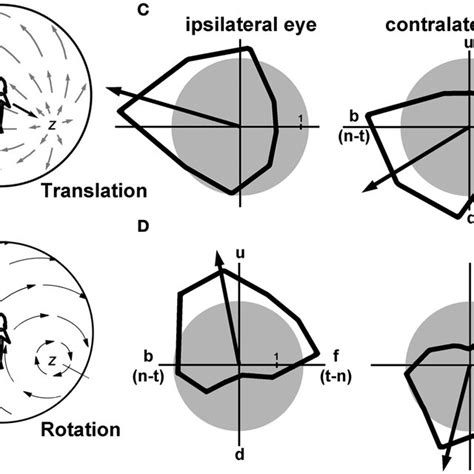 A Shows The Pattern Of Optic Flow Resulting From Forward Translation