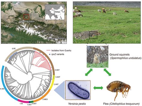 The Extended Phenotype
