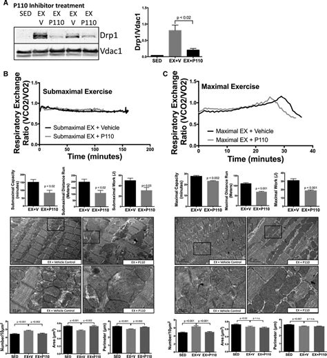 Physiological Mitochondrial Fragmentation Is A Normal Cardiac Adaptation To Increased Energy
