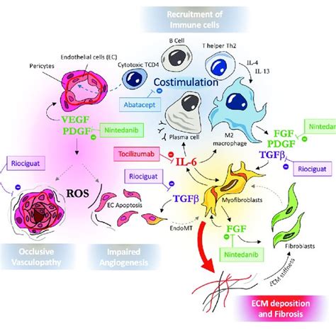 Pdf Emerging Drugs For The Treatment Of Scleroderma A Review Of