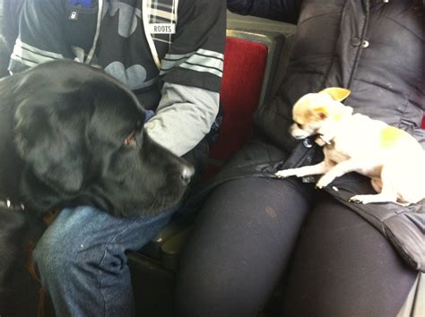 A Strange And Unusual Bus Ride Vera Teschowca