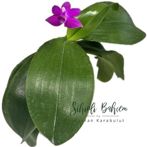 Phal Sapphires Galah Yoğun Kokulu Sihirli Bahçem