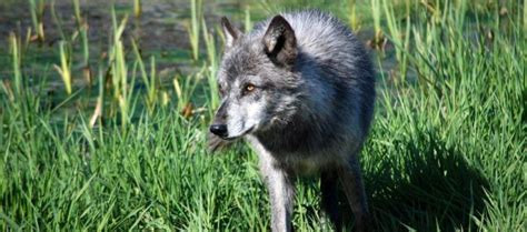 A Unique Wolf Sanctuary In Massachusetts Wolf Hollow Is A Must Visit