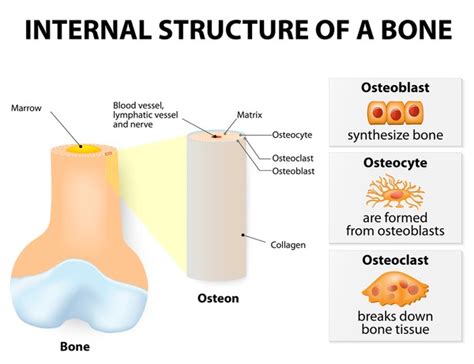 Bone Matrix Labeled