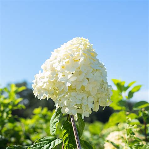 Buy Limelight Hydrangea Tree With Multiple Trunks For Sale Perfect Plants