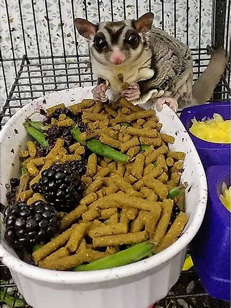 Exotic Nutrition Premium Insectivore Diet 25 Lb Bag