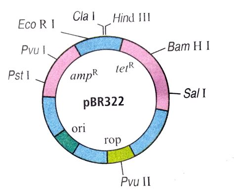The Given Figure Is The Digrammatic Representation Of The E Coli