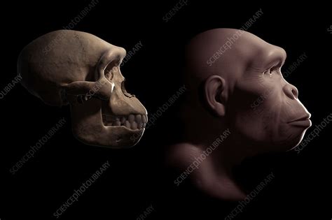 Homo Habilis With Skull Illustration Stock Image C0255637